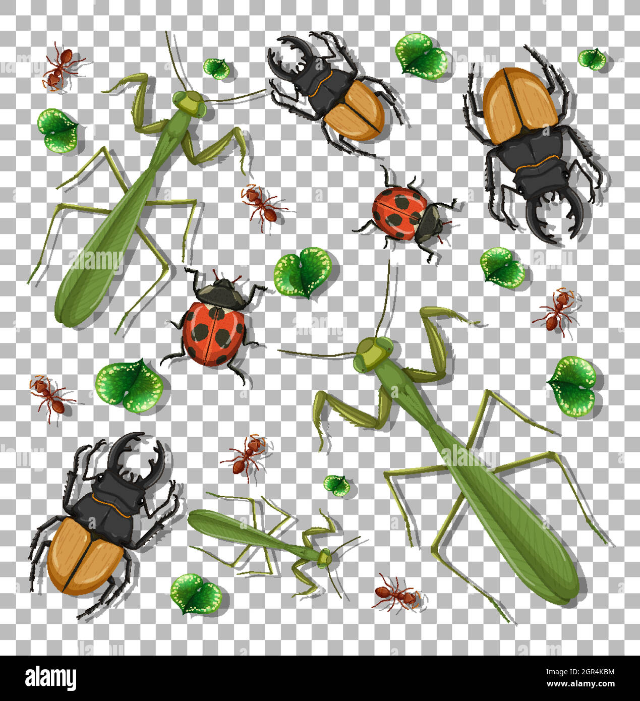 Set of different insects on transparent background Stock Vector Image ...