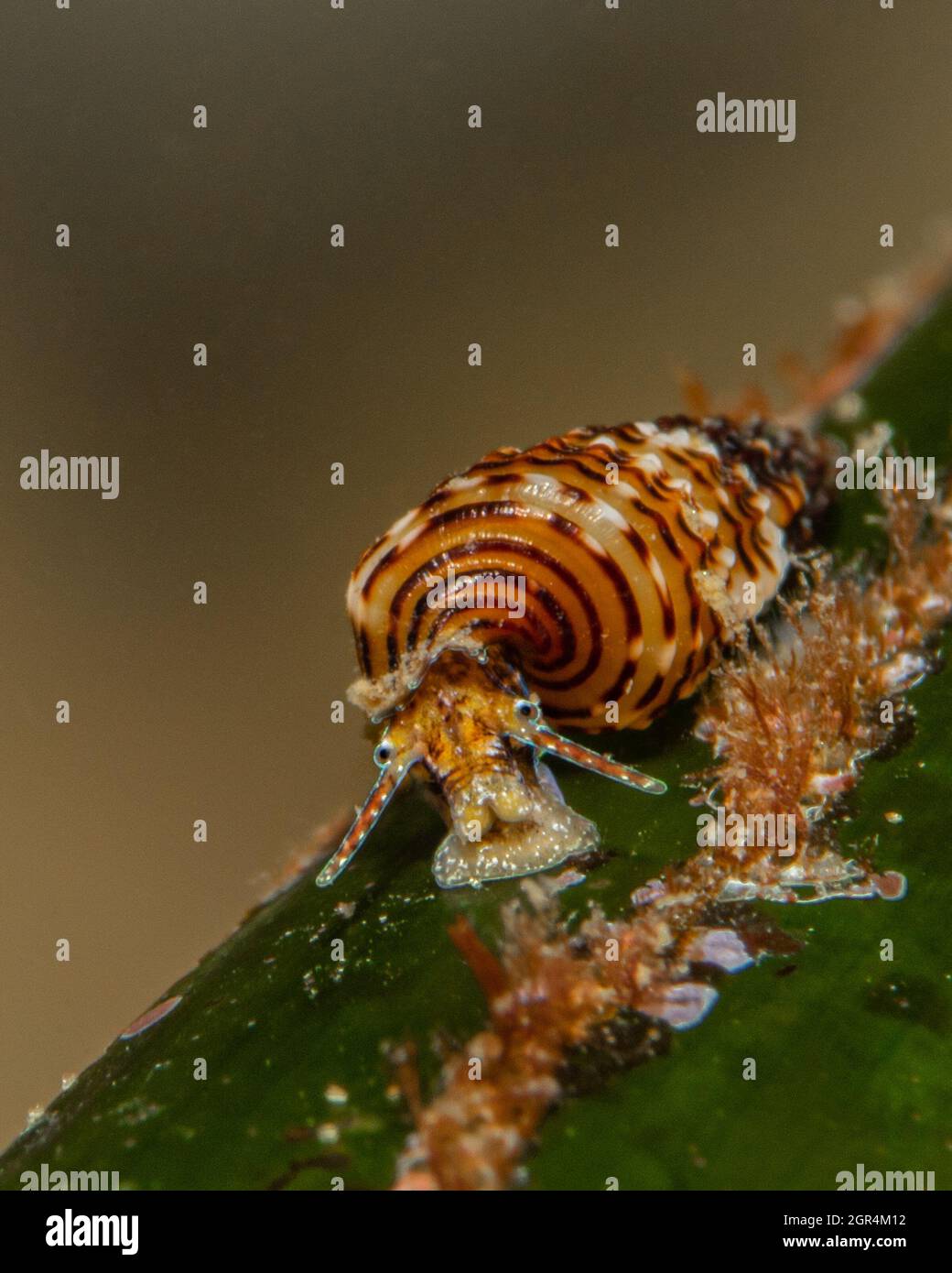 Bittium hi-res stock photography and images - Alamy