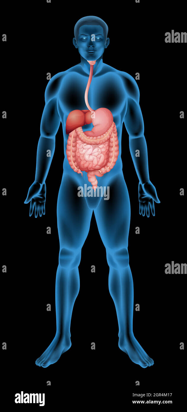 Human digestive system Stock Vector Image & Art - Alamy