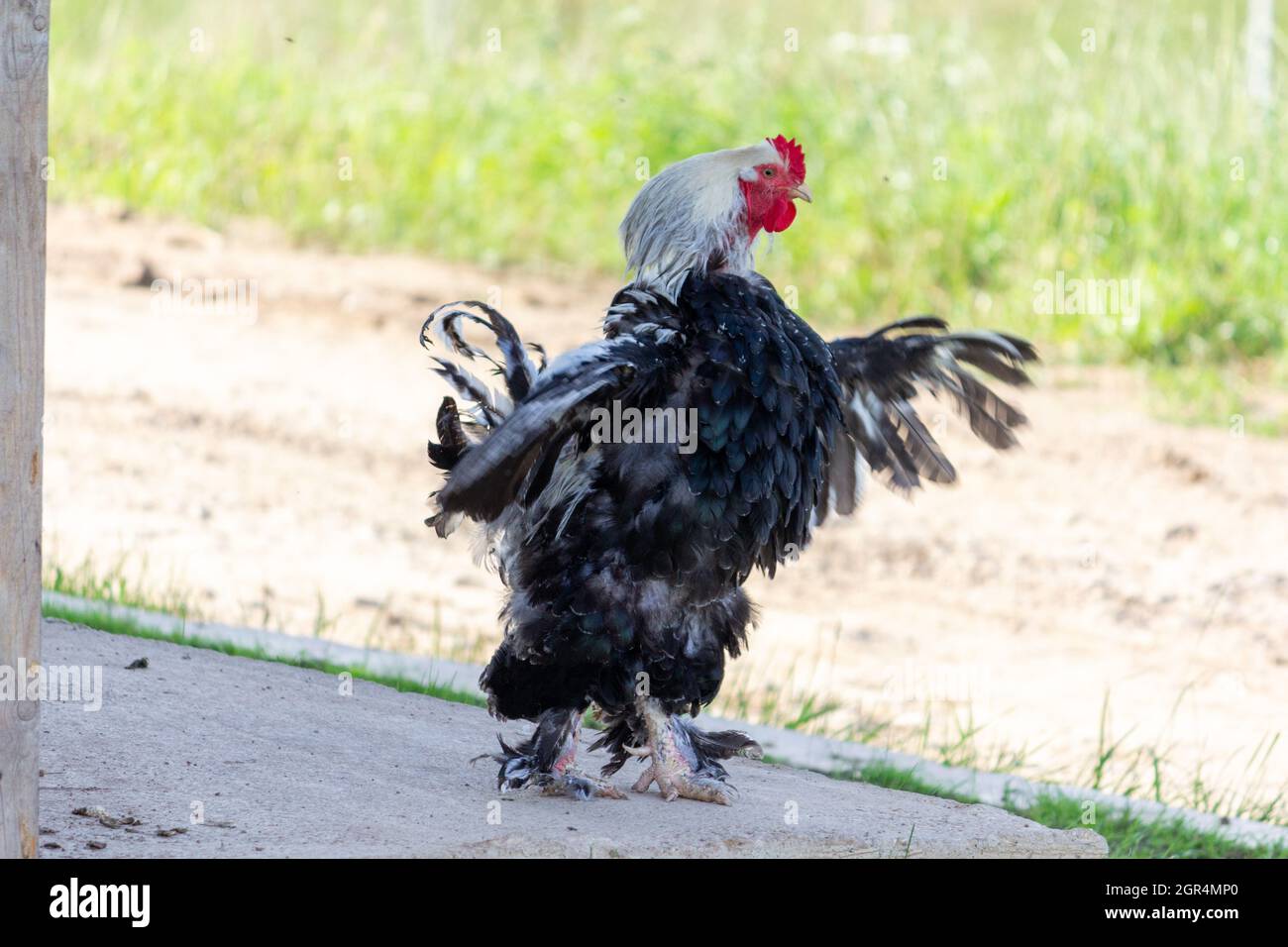Rooster and hens on the farm walks and spread its wings Stock Photo - Alamy