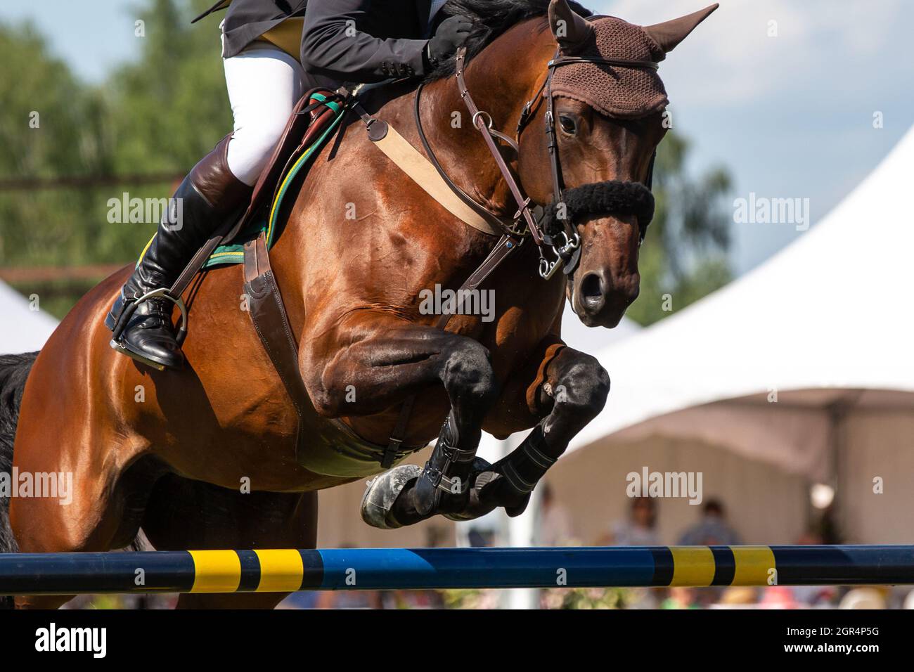 Show jumping close up horse hi-res stock photography and images - Alamy