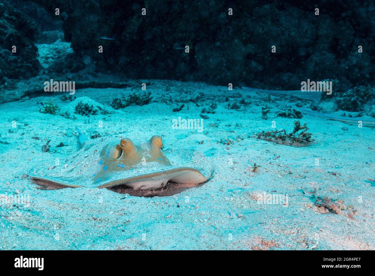 Stingray in nature hi-res stock photography and images - Alamy