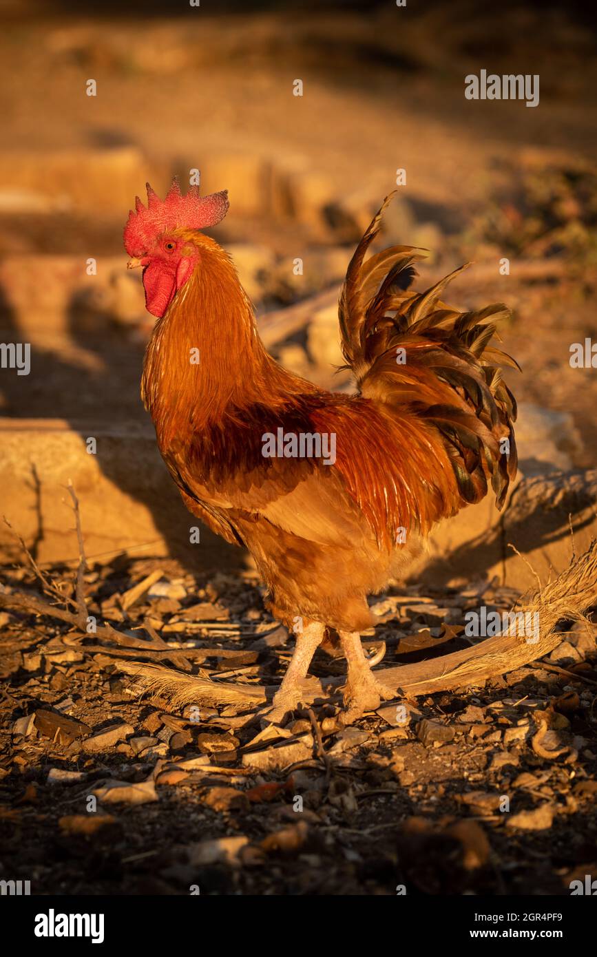 Africa farm rooster hi-res stock photography and images - Alamy
