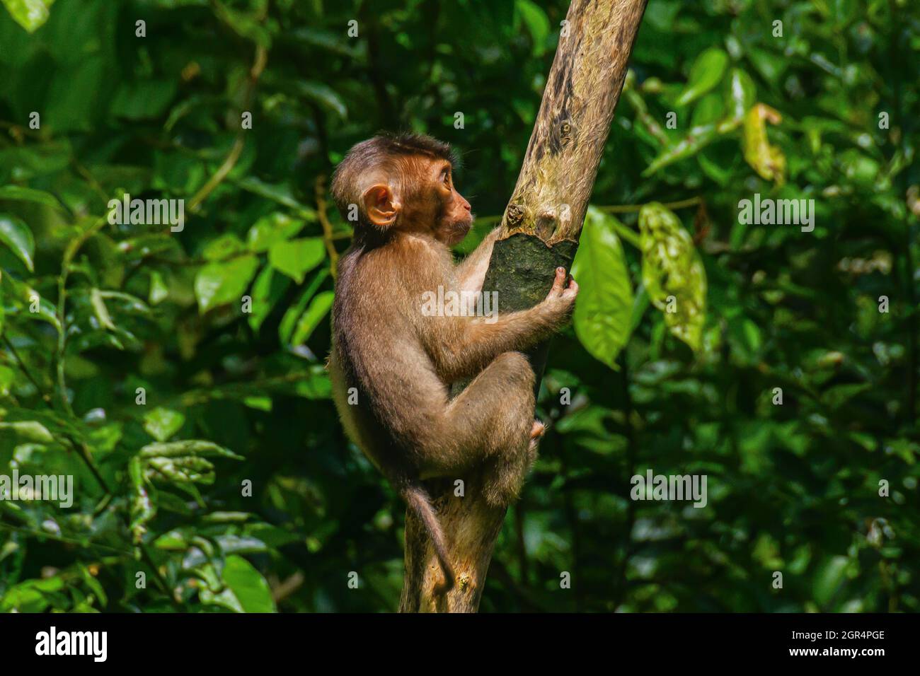 Malaysia pig tailed macaque wildlife hi-res stock photography and ...