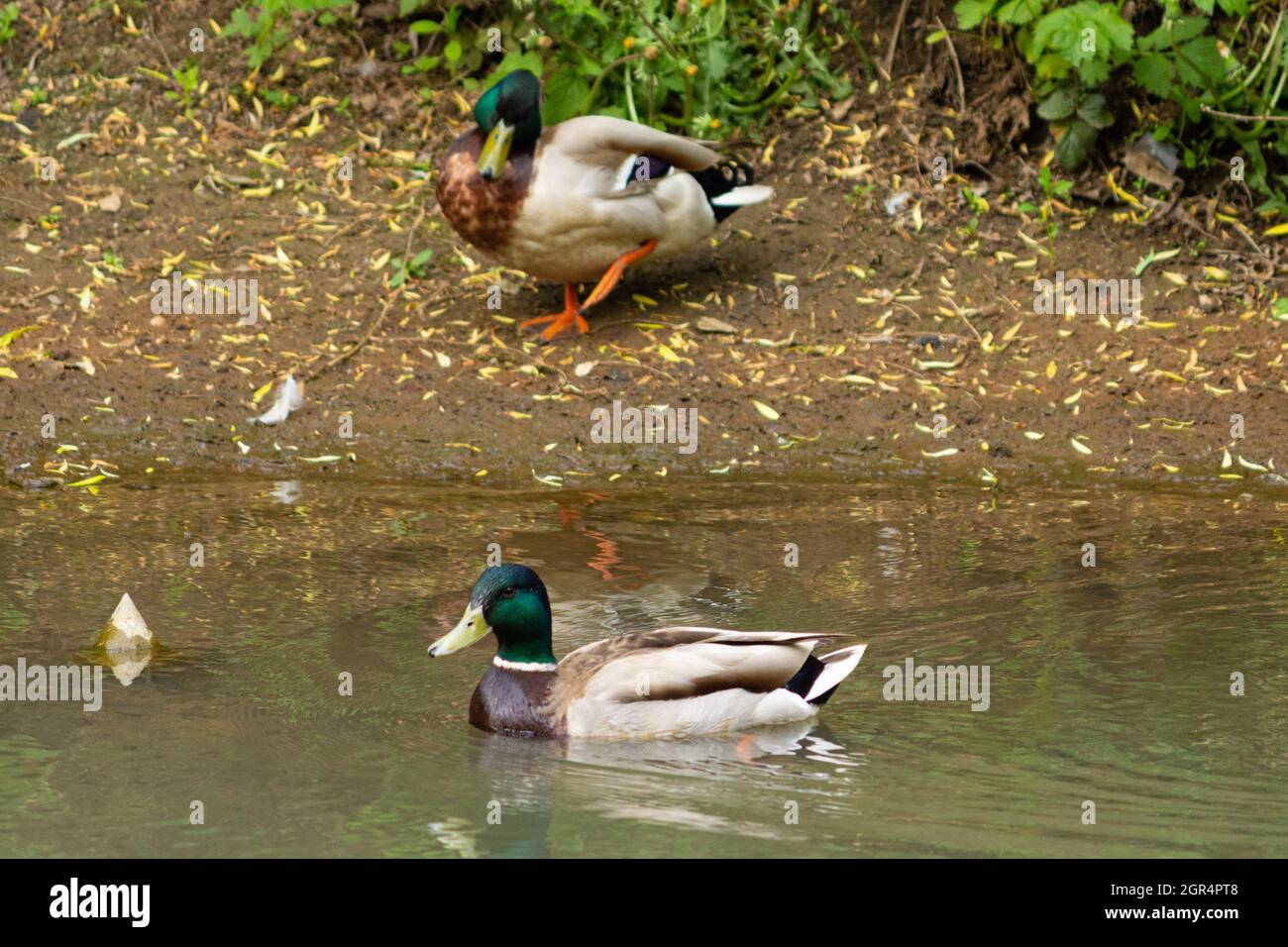 Oregon ducks black hi-res stock photography and images - Alamy