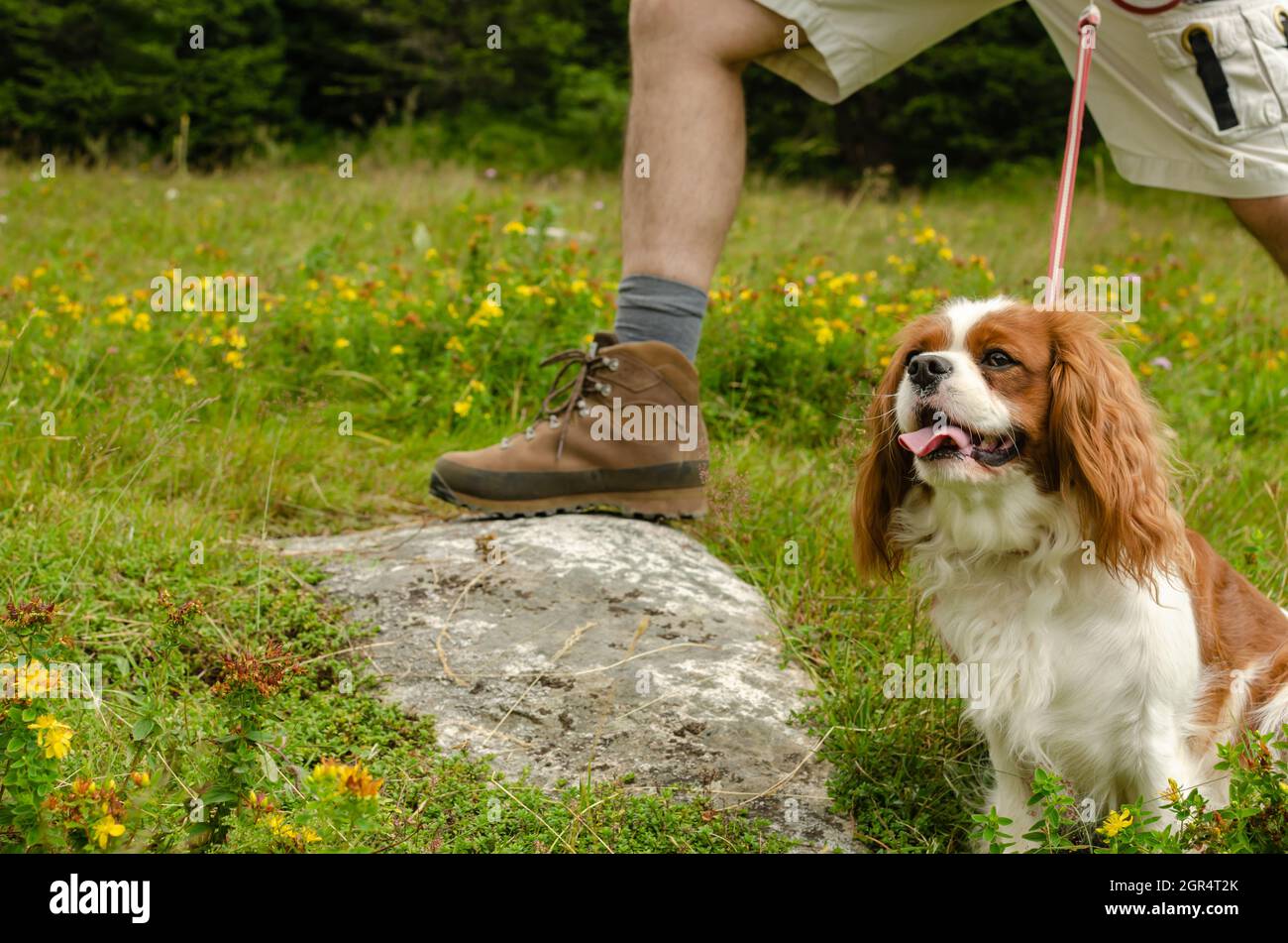 King charles spaniel cavalier on leash hi-res stock photography and ...