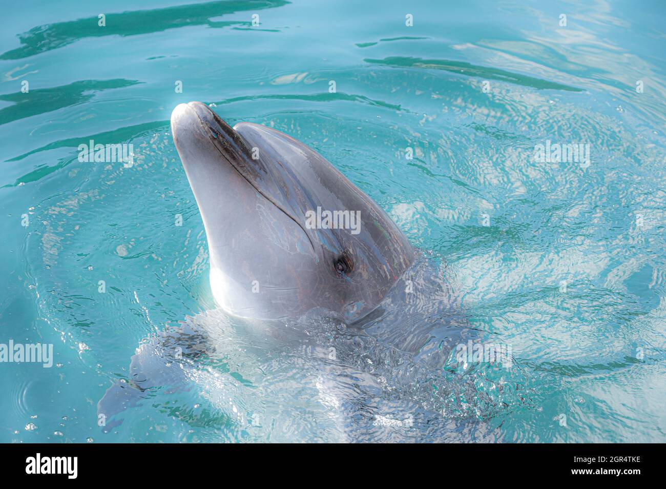 Aerial view of dolphin hi-res stock photography and images - Alamy