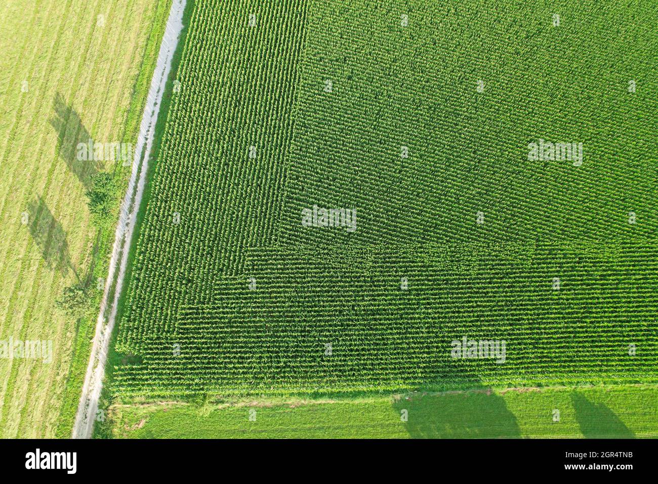 Aerial view of a cultivated corn field Stock Photo - Alamy