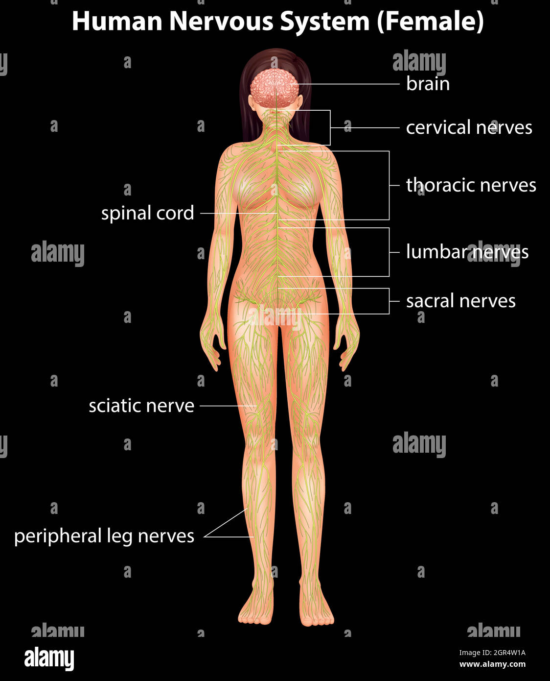 Human nervous system Stock Vector Image & Art - Alamy