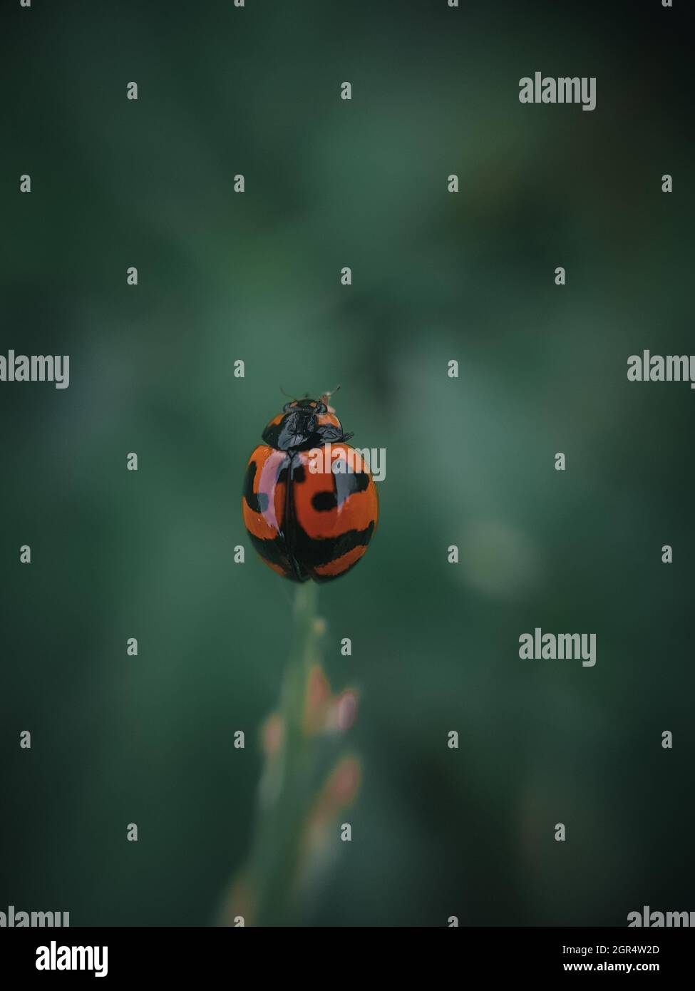 Leaf vein slug hi-res stock photography and images - Alamy