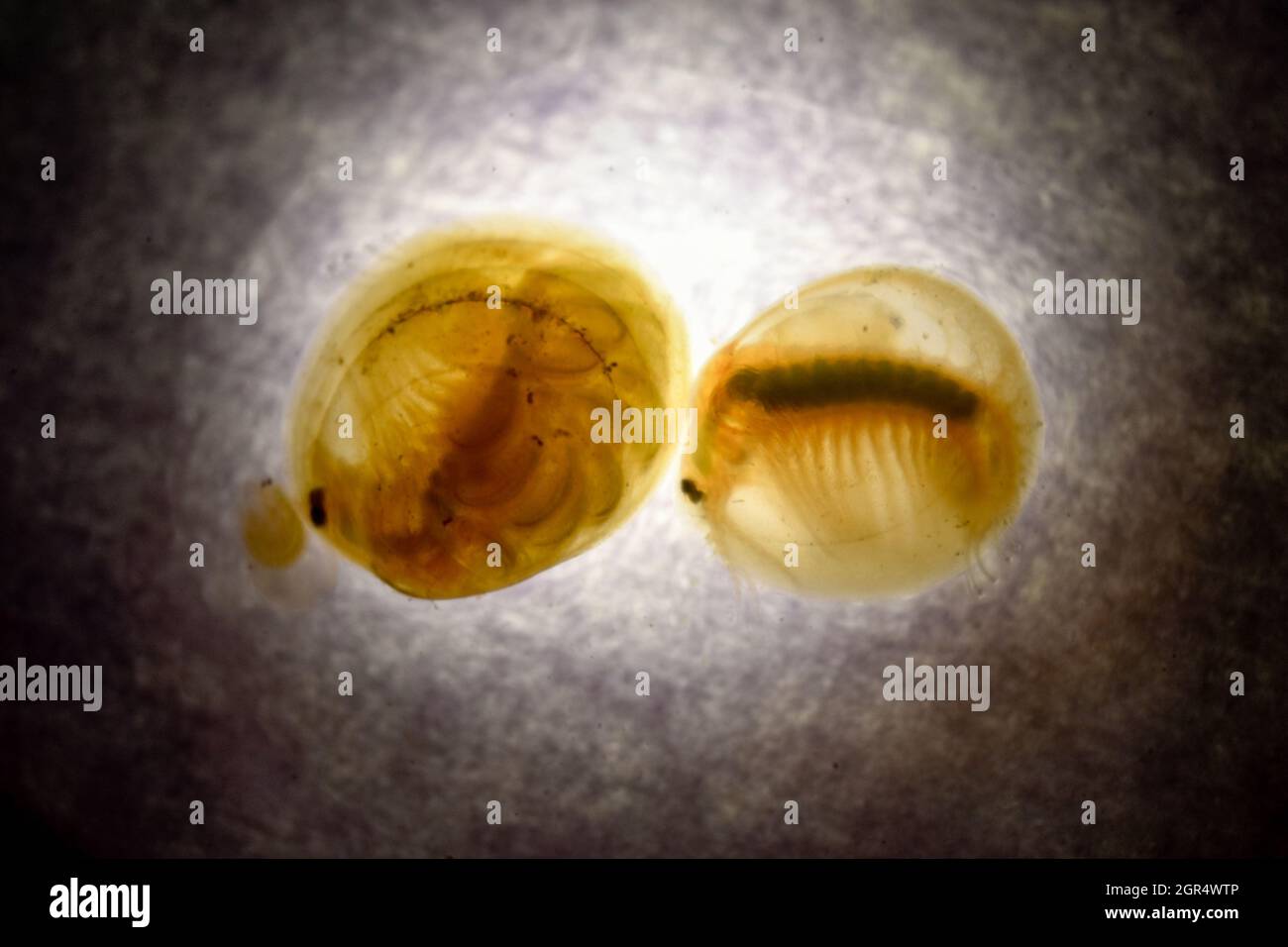 Microscopic larva hi-res stock photography and images - Alamy