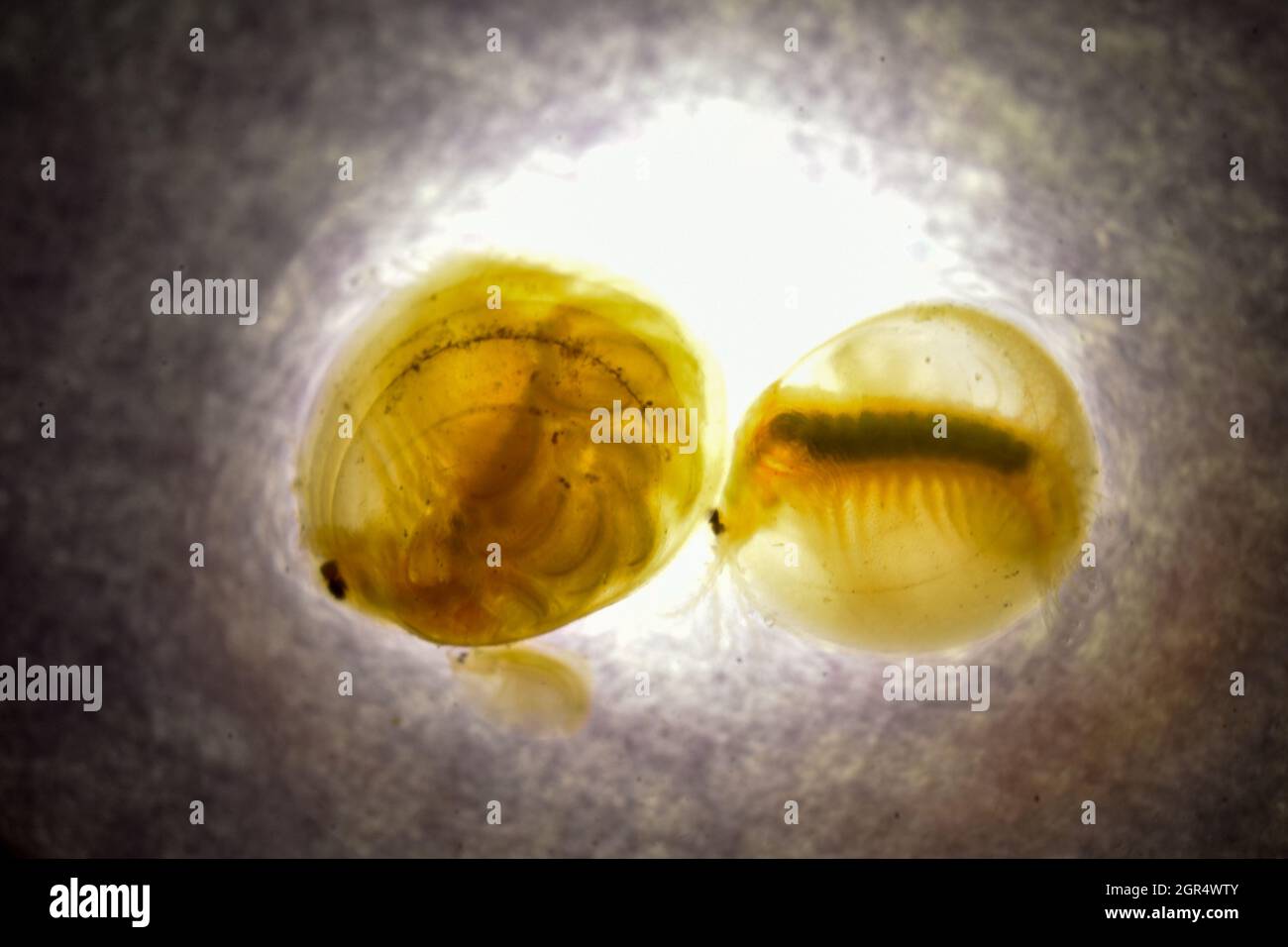 microscopic view of snail larva Stock Photo - Alamy