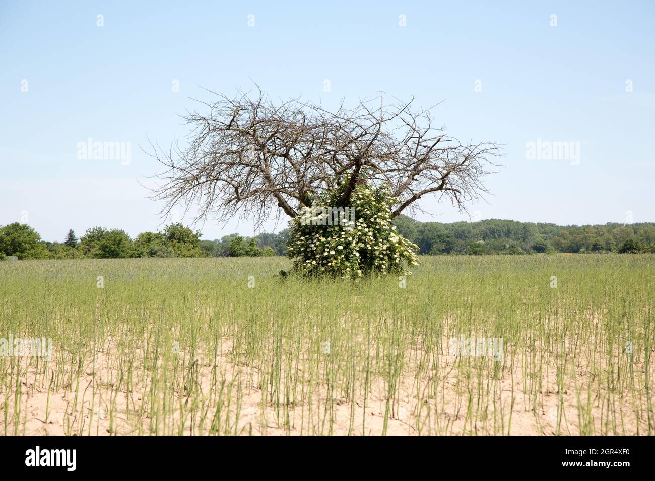 Dead tree in sunny hi-res stock photography and images - Alamy