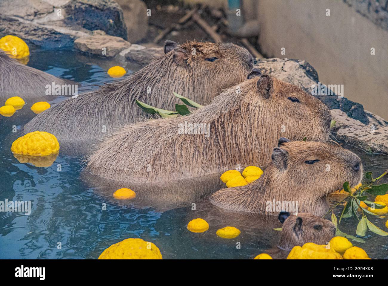 Capybara spa hi-res stock photography and images - Alamy