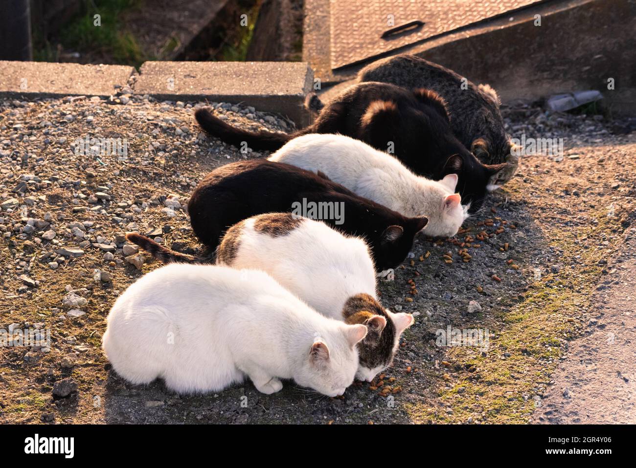 Five cats hi-res stock photography and images - Alamy
