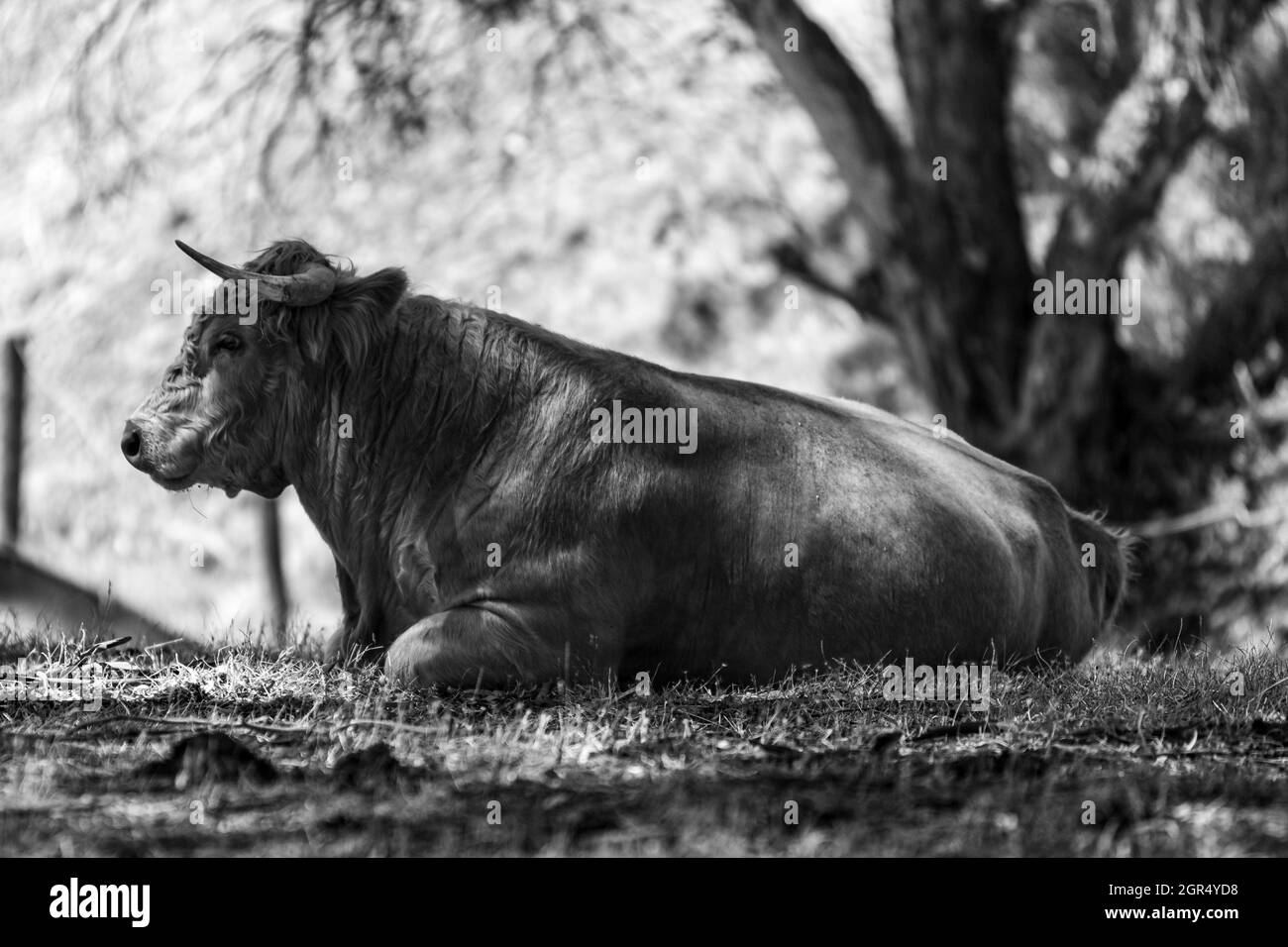 Side View Of Bull On Field Stock Photo - Alamy