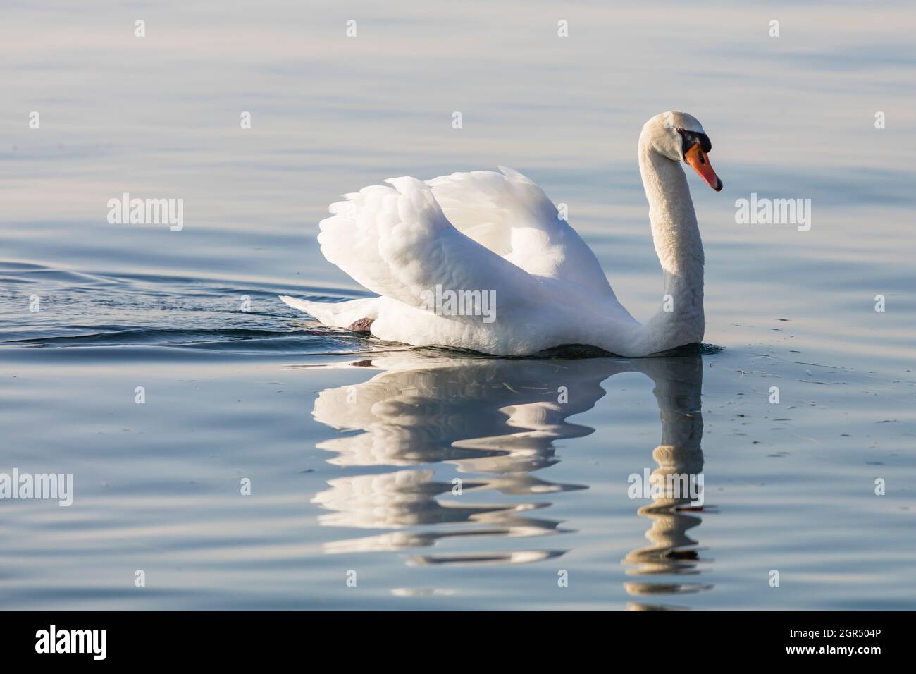 Swan swimming wings raised hi-res stock photography and images - Alamy