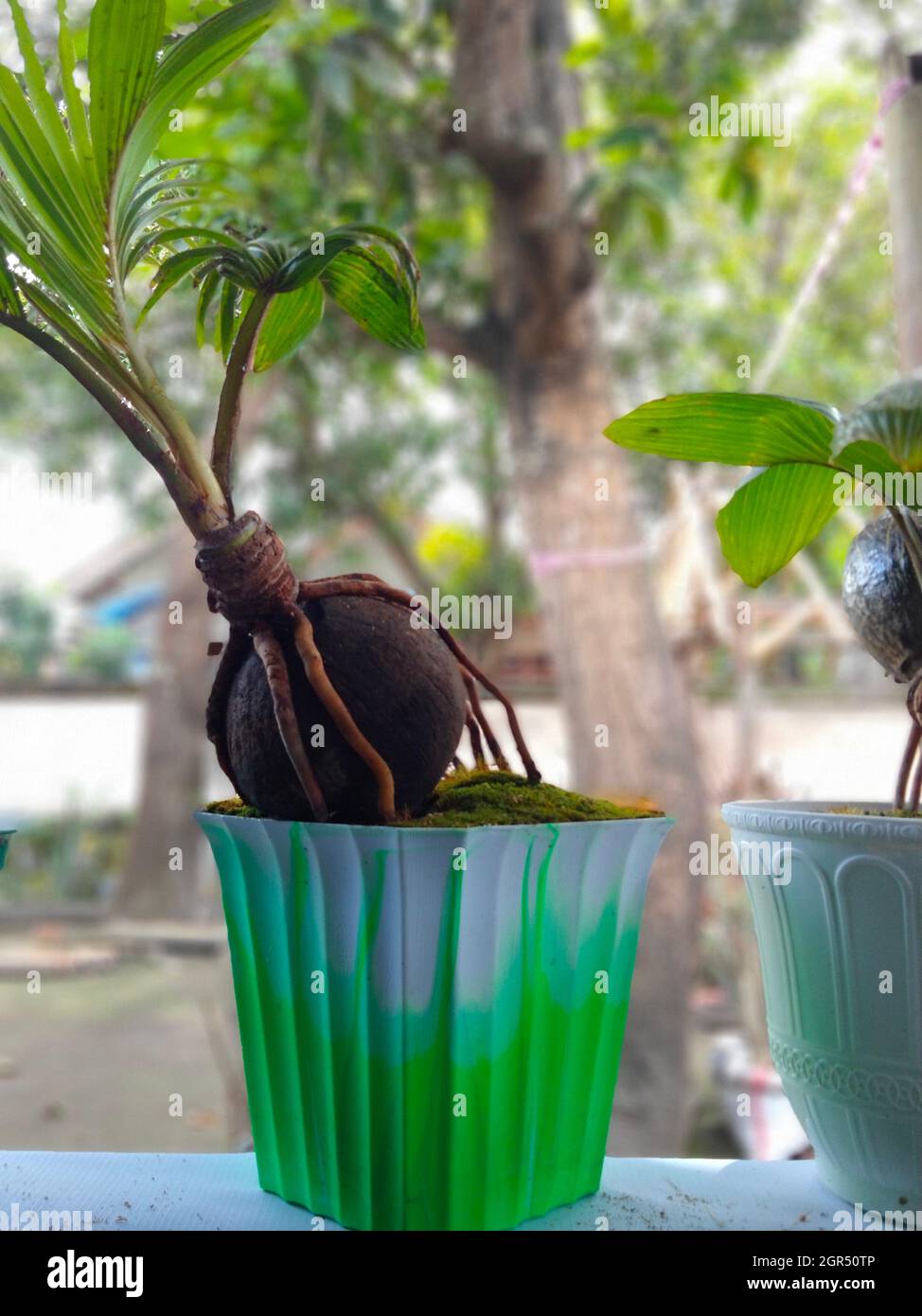 Coconut Bonsai High Resolution Stock Photography and Images - Alamy