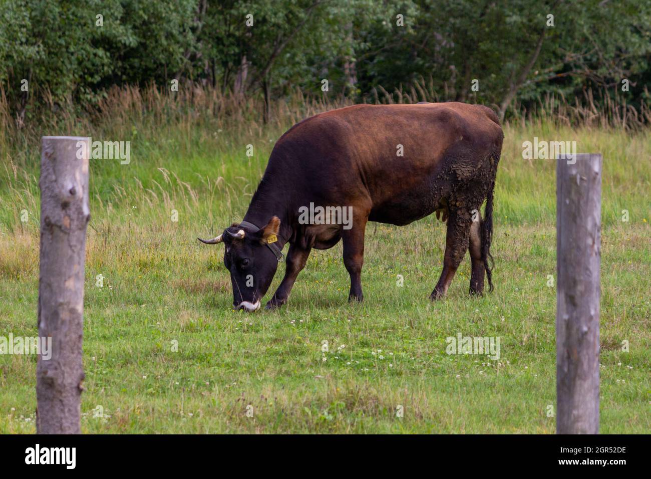 Production natural milk on farm hi-res stock photography and images - Alamy