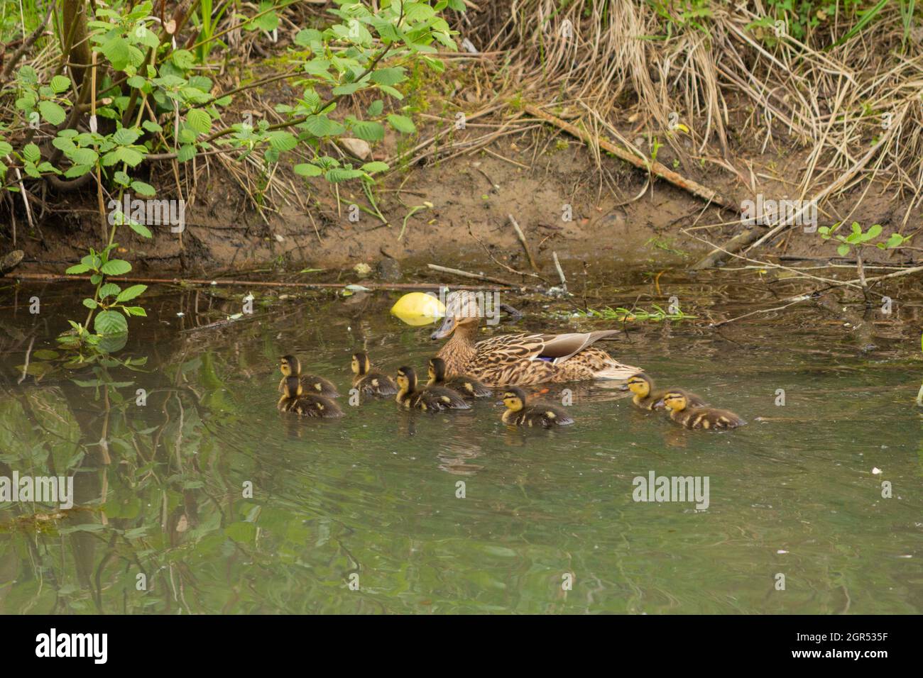 Duck in a pond with ducklings naturalistic photo of nature Stock Photo ...