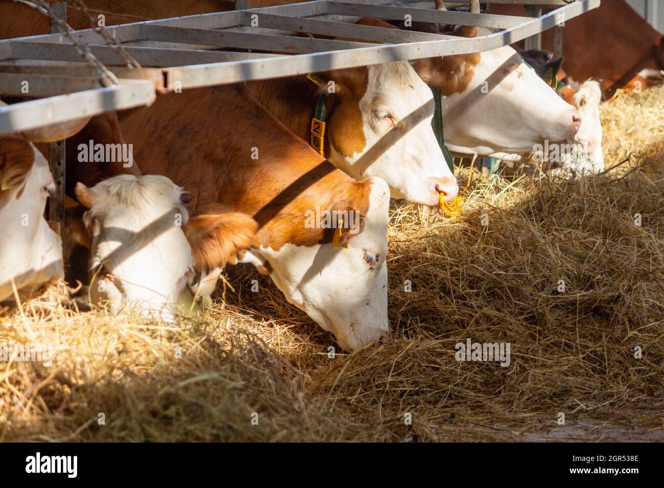 Milk producing animal hi-res stock photography and images - Alamy