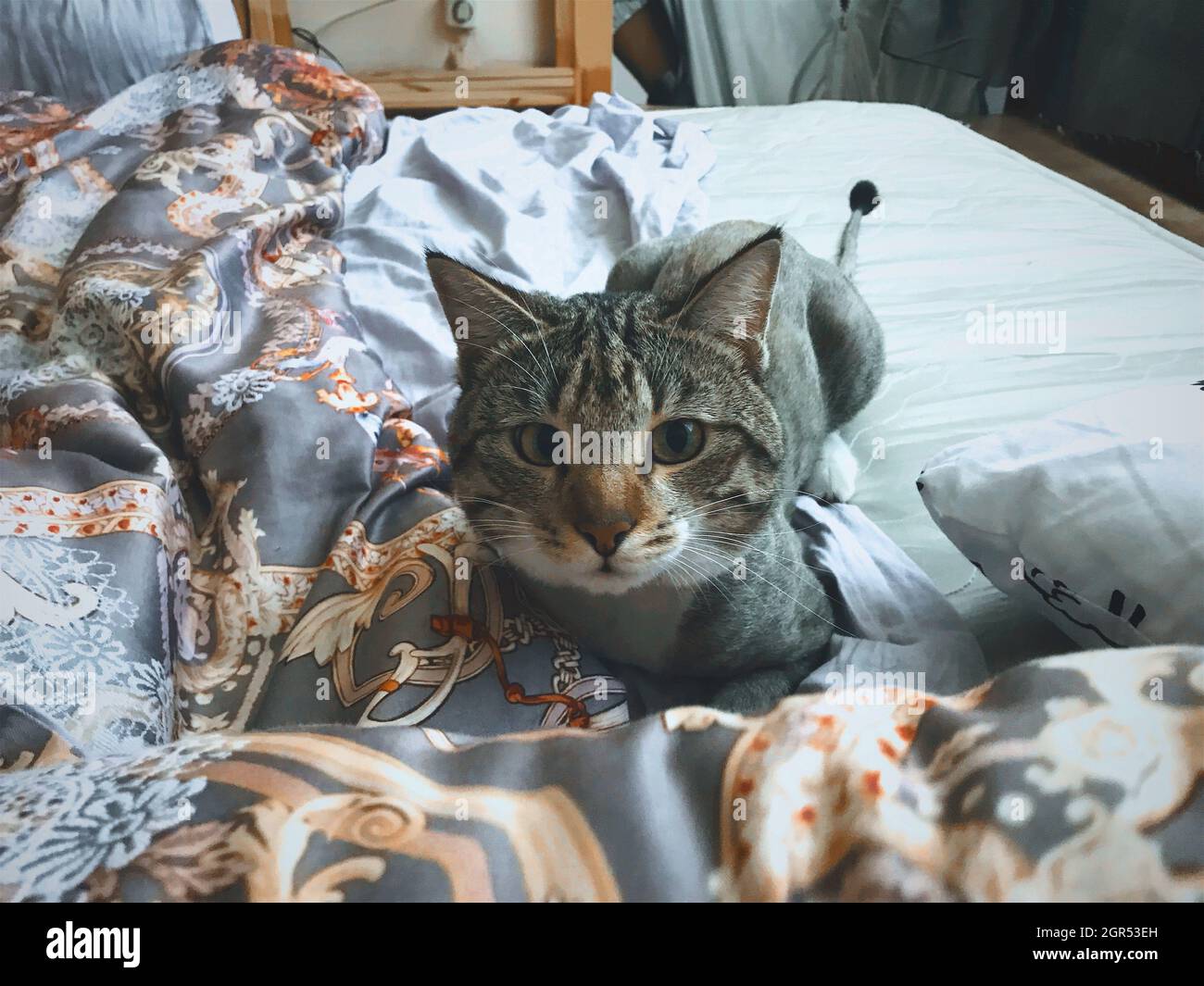 Alpha cat hi-res stock photography and images - Alamy