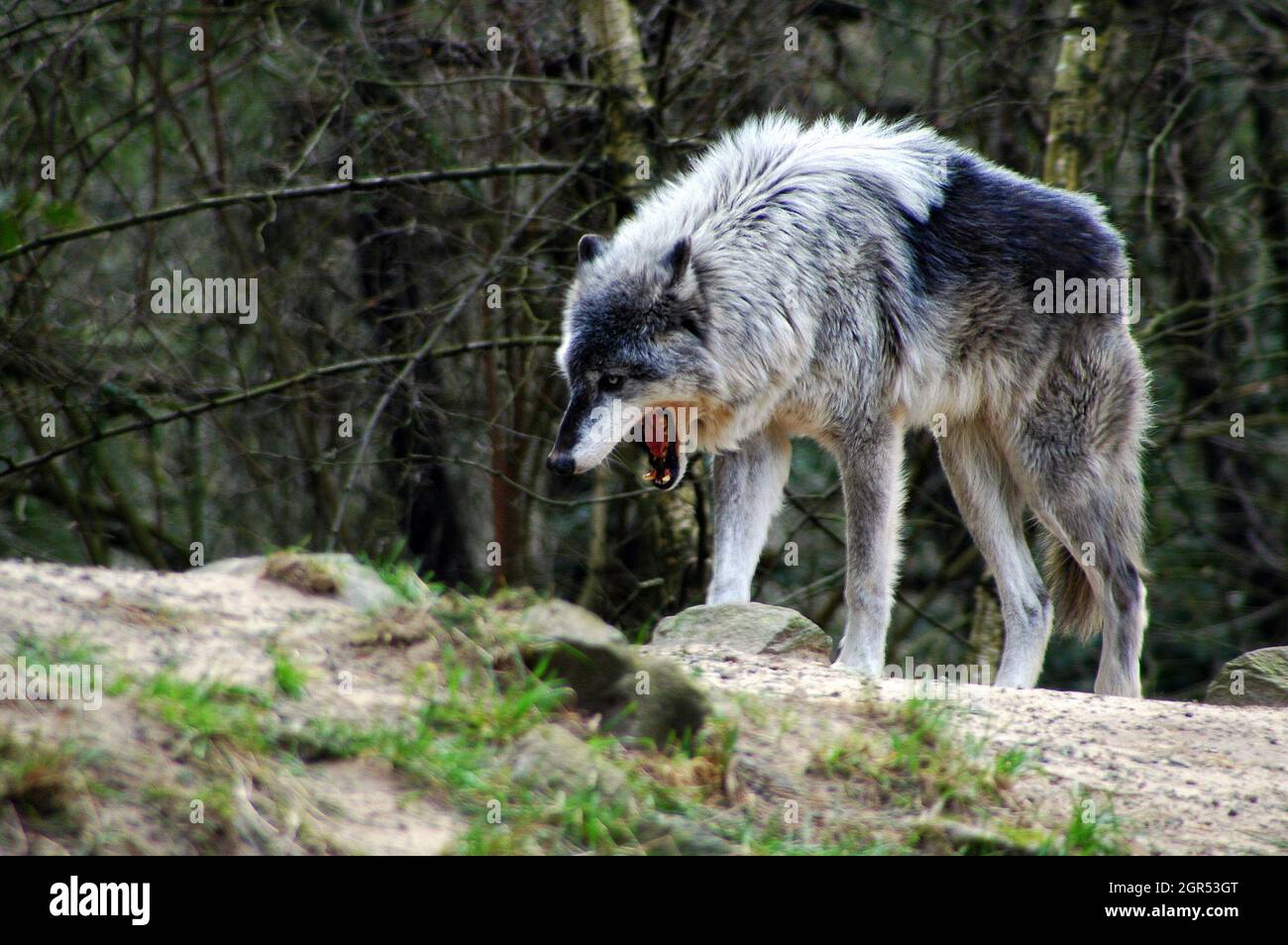 Majestic timber wolf hunting in the woods Stock Photo - Alamy