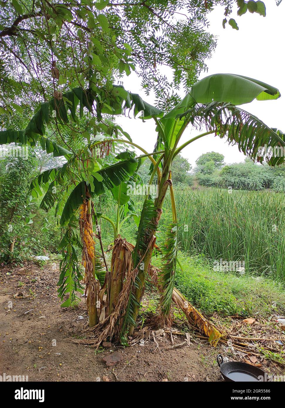 Vertical shot of a growing Plantain tree Stock Photo - Alamy