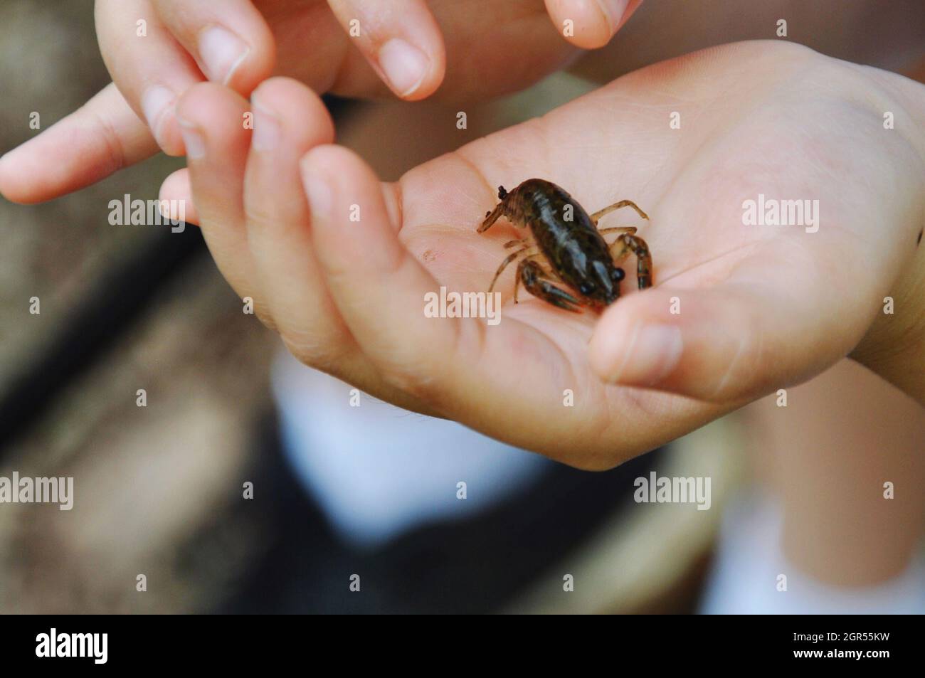 Child hand crayfish hi-res stock photography and images - Alamy