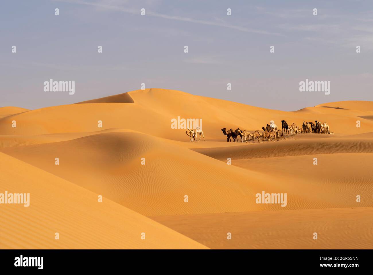 Camels convoy hi-res stock photography and images - Alamy