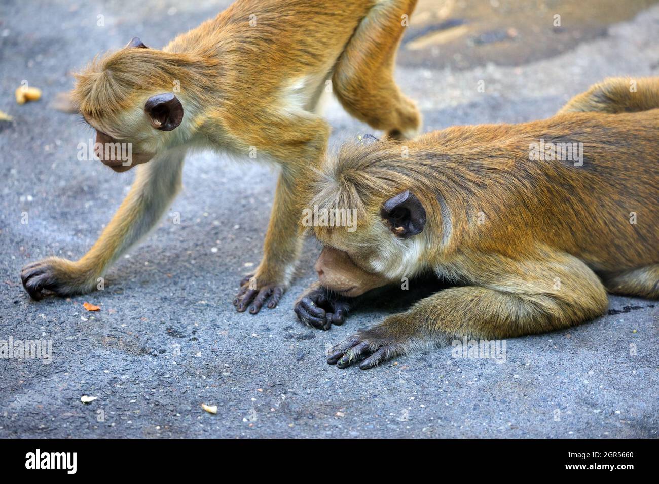 Delhi monkeys hi-res stock photography and images - Alamy