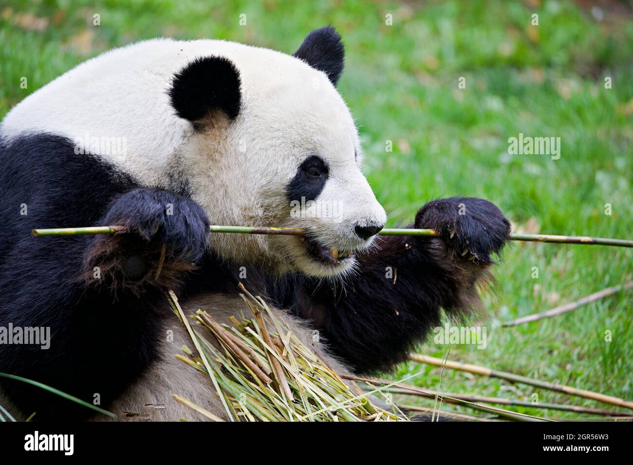 Panda eating stick hi-res stock photography and images - Alamy