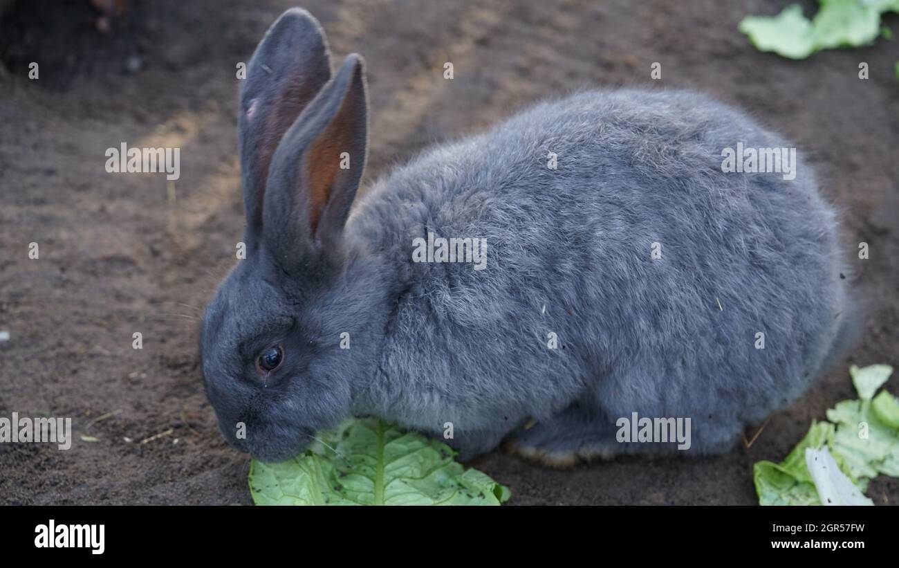 Grey hares hi-res stock photography and images - Alamy