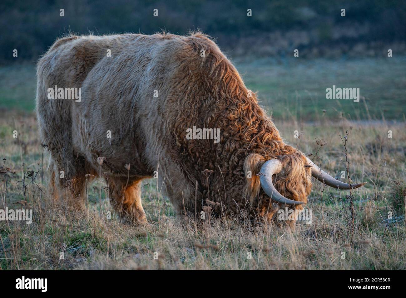 Musk ox bull with cow hi-res stock photography and images - Alamy