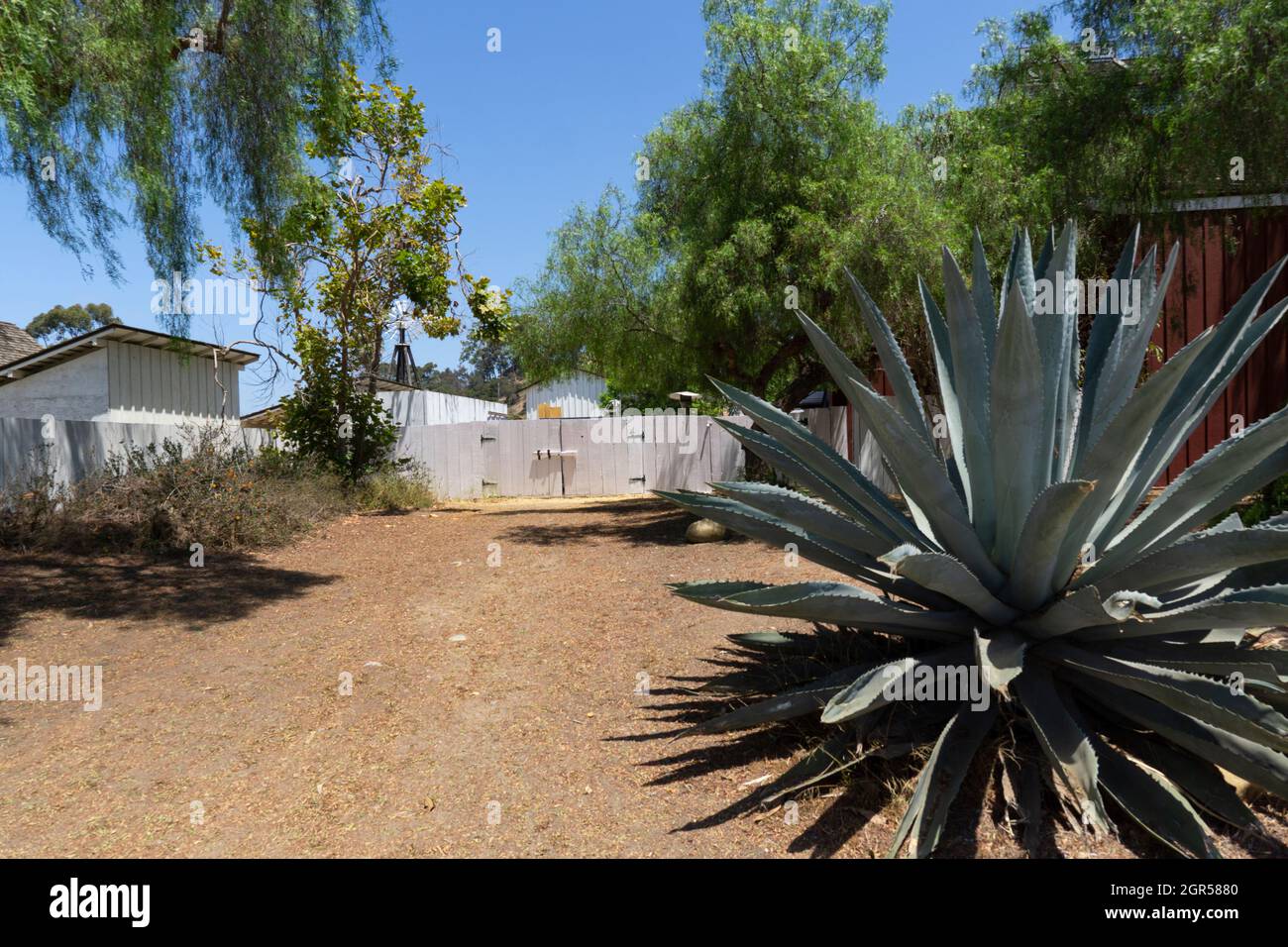 Agave americana, a big plant popular in Mexico and United States ...