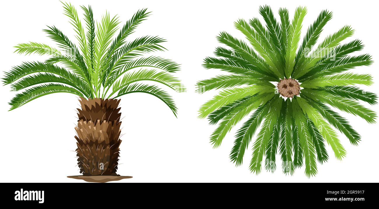 Palm tree top on Stock Vector Images - Alamy