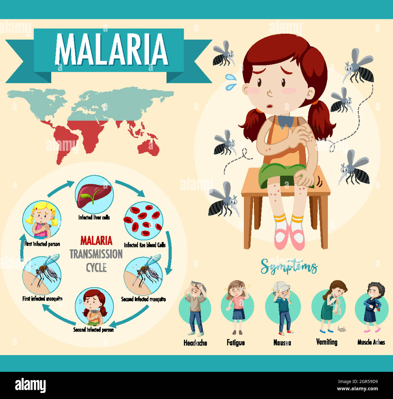 Malaria transmission cycle and symptom information infographic Stock ...