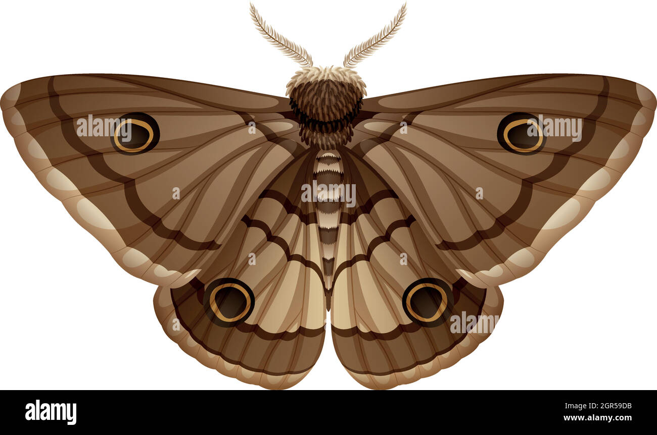 Moth closeup white background Stock Vector Image & Art - Alamy