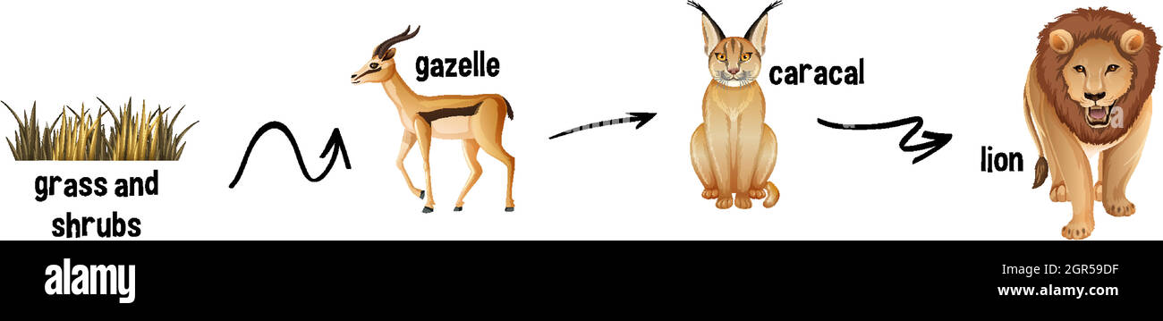 African animal food web on white background Stock Vector Image & Art ...