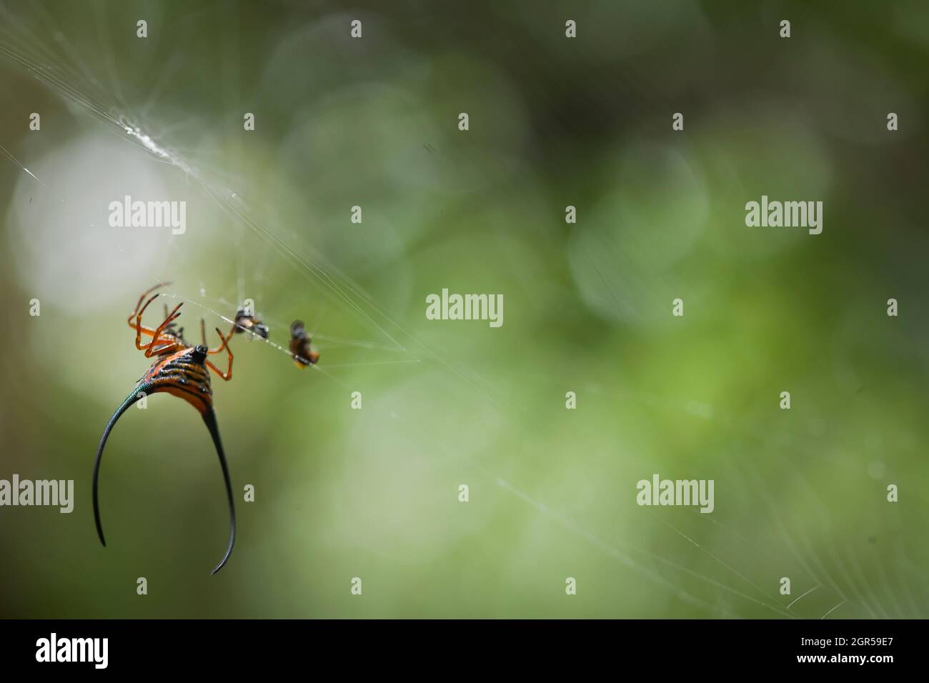 Long horned spider in spider web hi-res stock photography and images ...