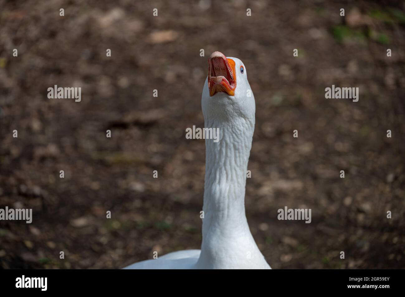 Angry, Hissing White Embden Goose Stock Photo - Alamy