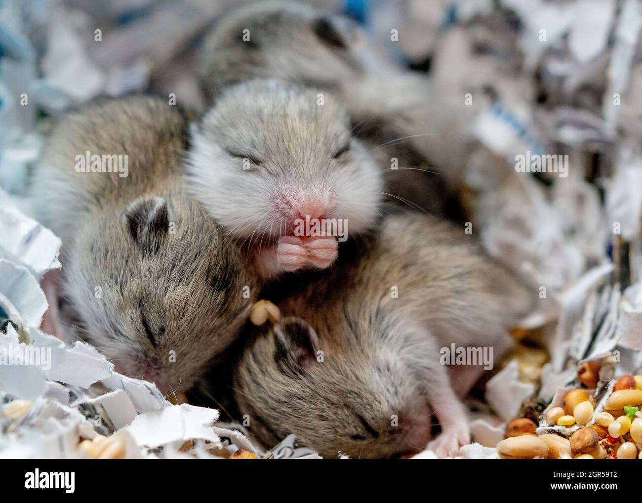 The dwarf mouse hi-res stock photography and images - Alamy