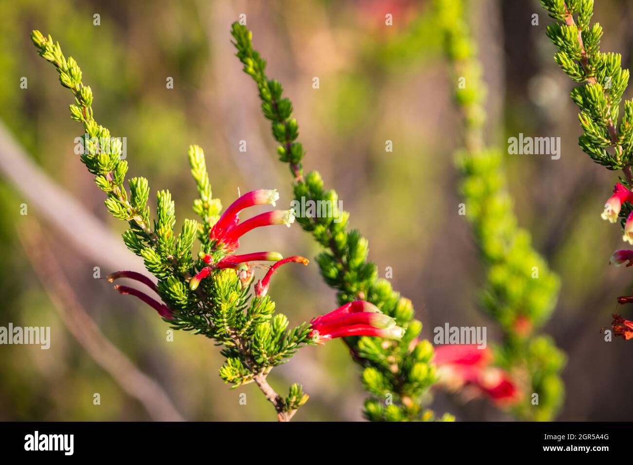 Erica Versicolor High Resolution Stock Photography and Images - Alamy