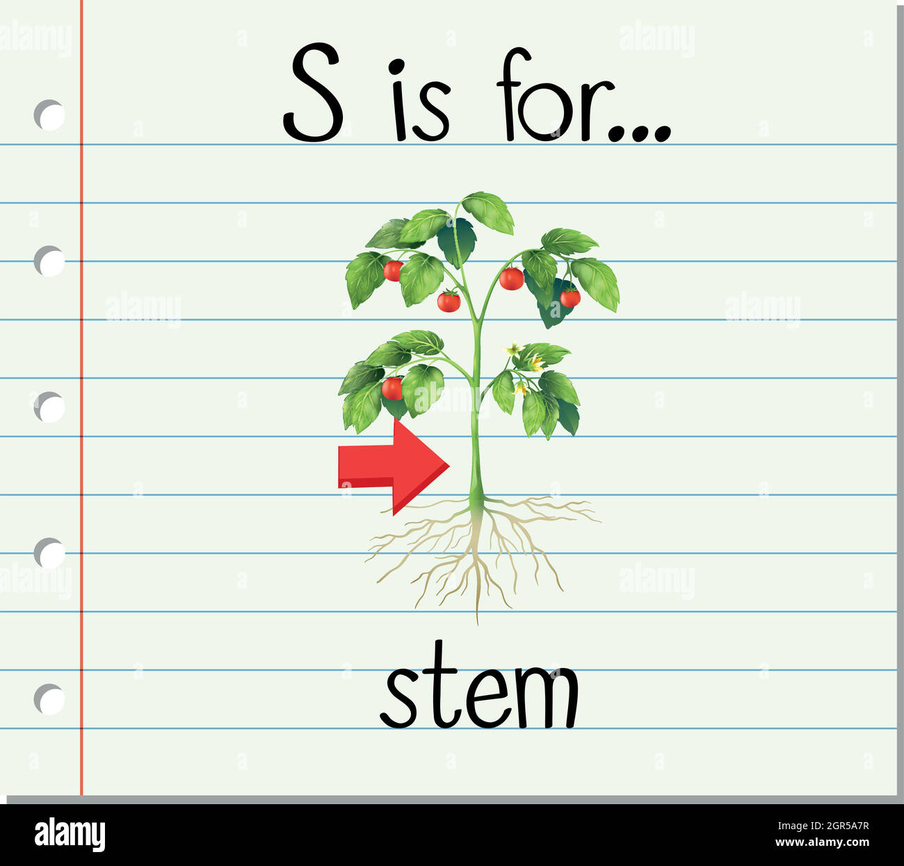 Flashcard letter S is for stem Stock Vector Image & Art - Alamy