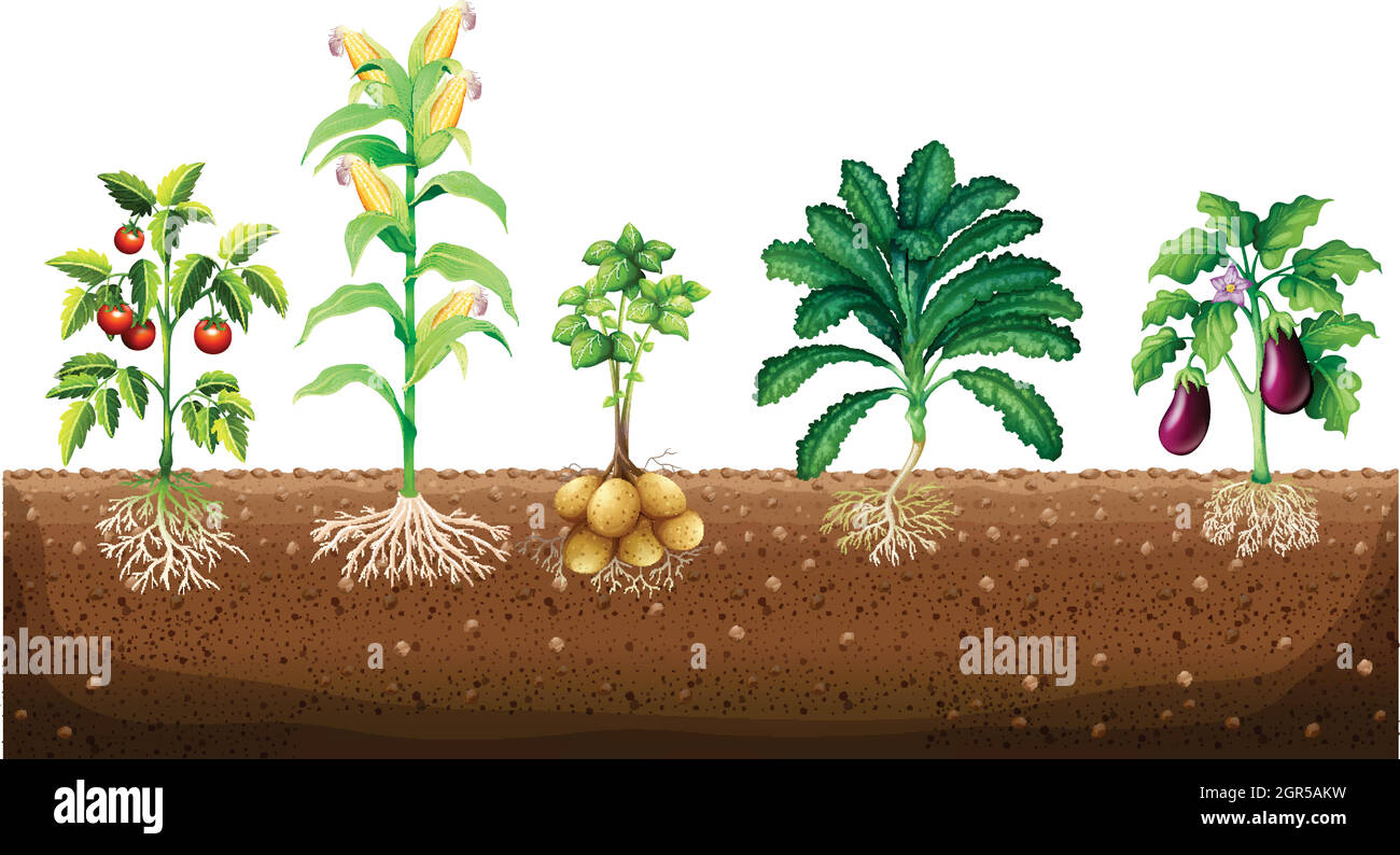 Different kinds of plants hi-res stock photography and images - Alamy