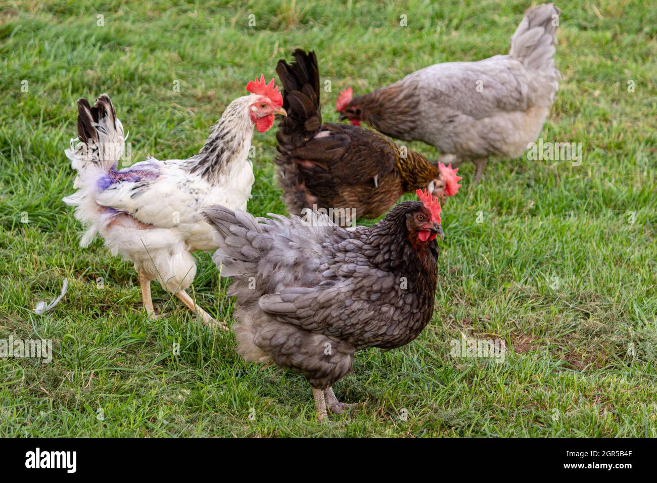 Rooster and hens on the farm walks and spread its wings Stock Photo - Alamy