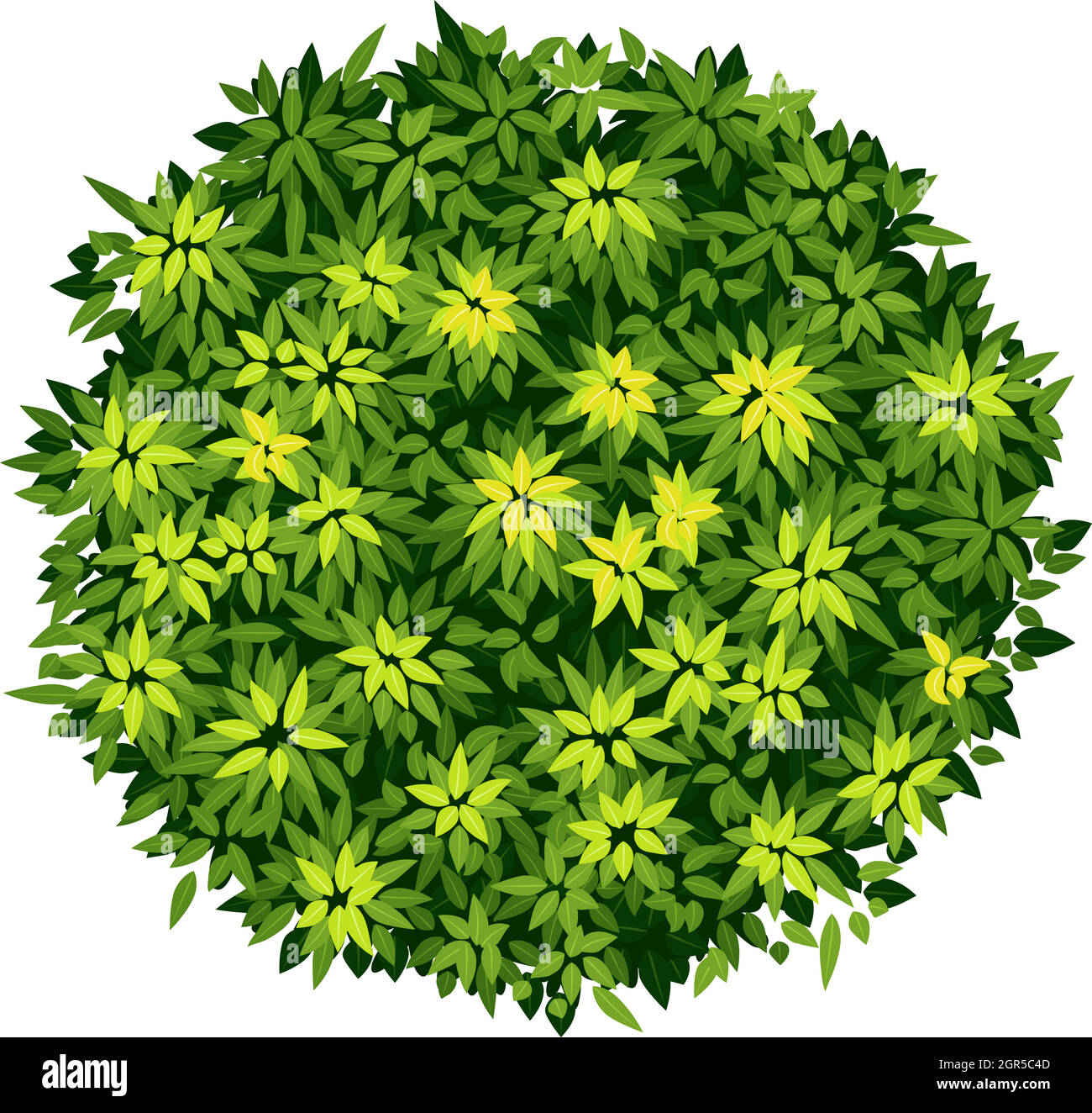 Southern magnolia tree Stock Vector Images - Alamy