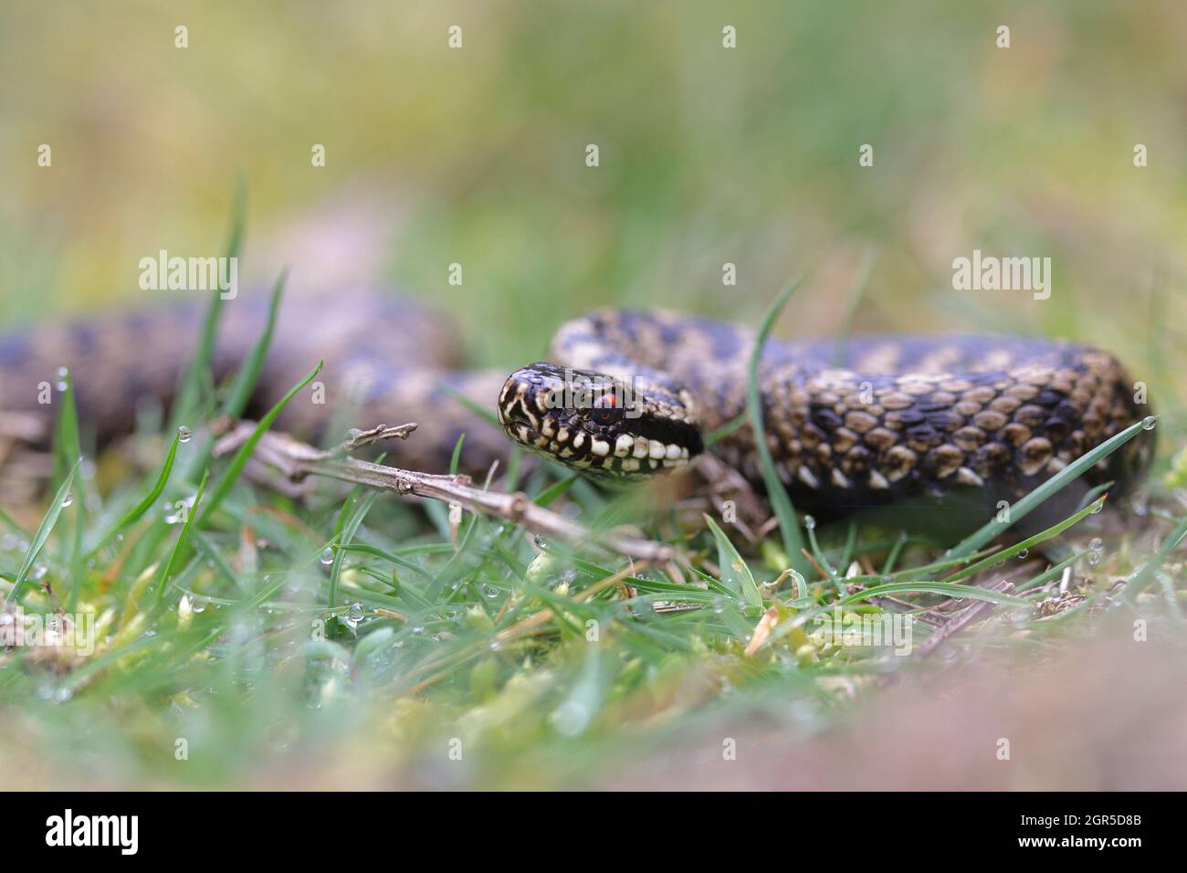 Black adder plant hi-res stock photography and images - Alamy
