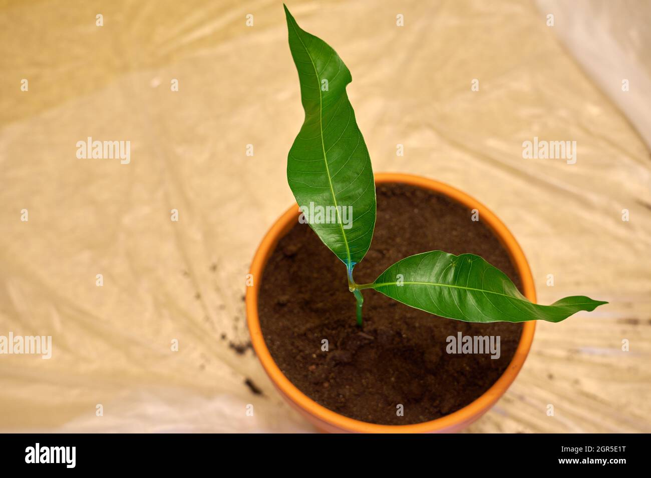 Mango cultivation hi-res stock photography and images - Alamy