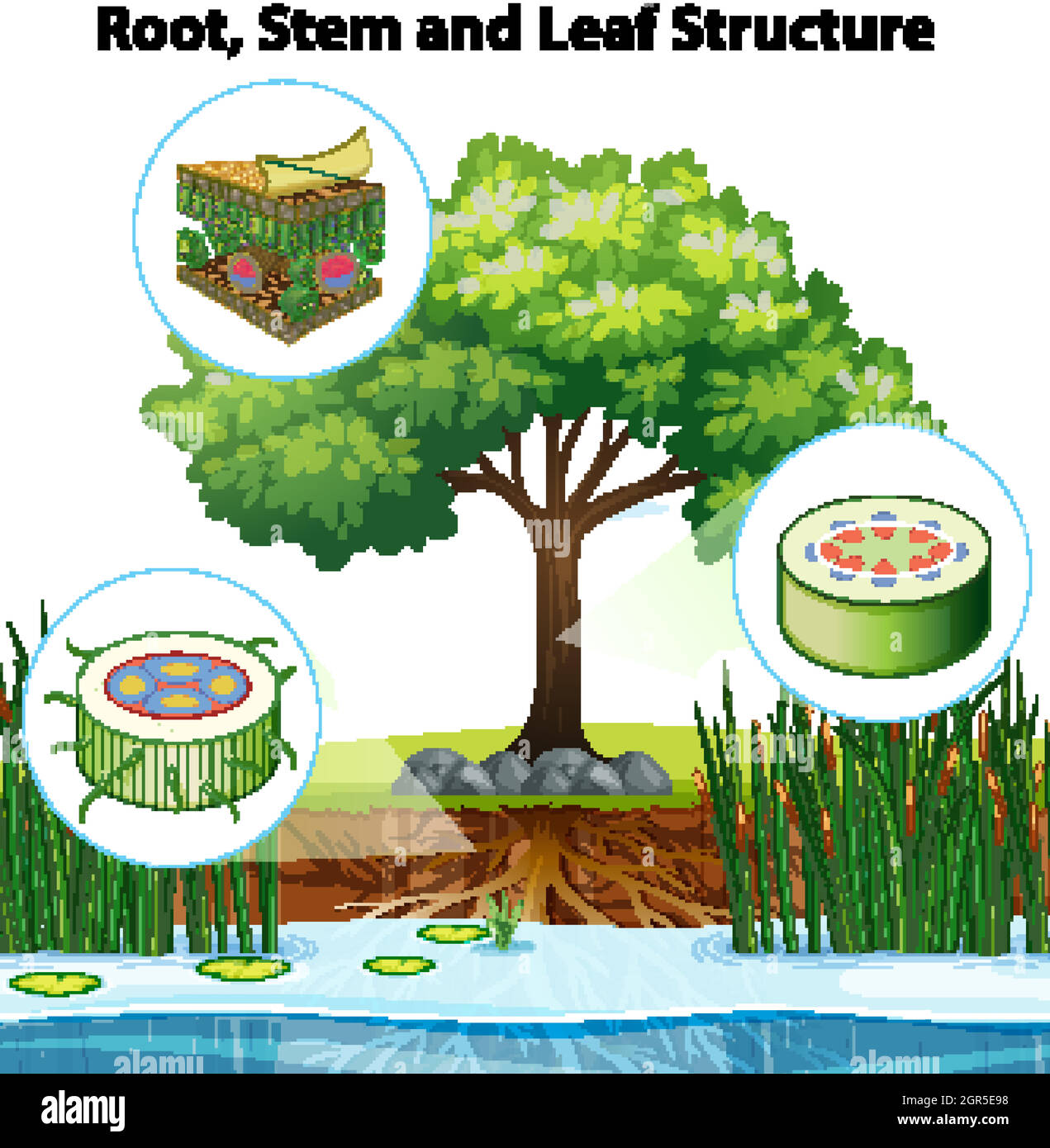 Root Stem Leaf Diagram